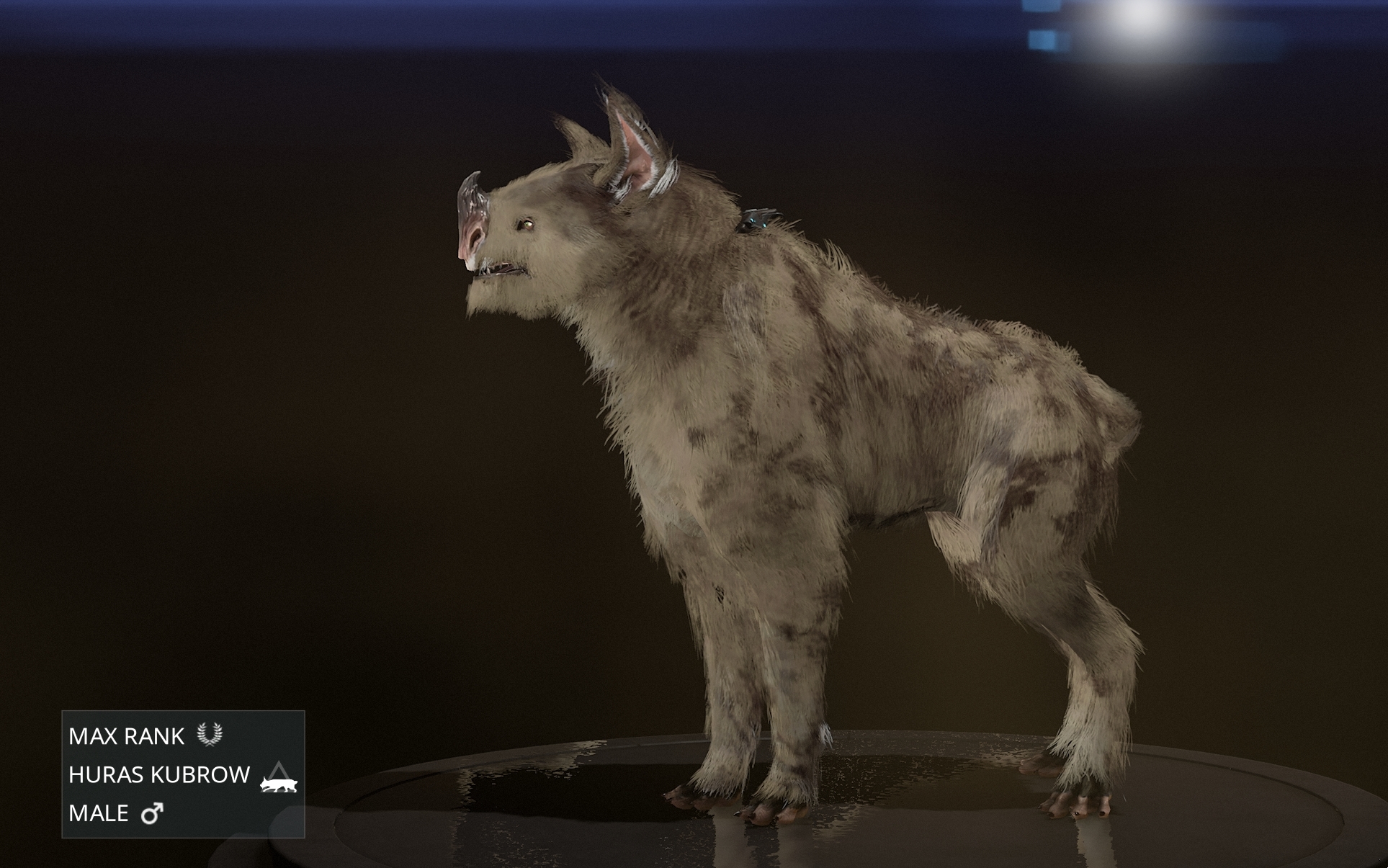 Huras Kubrow - Bulky - Trading Post - Warframe Forums