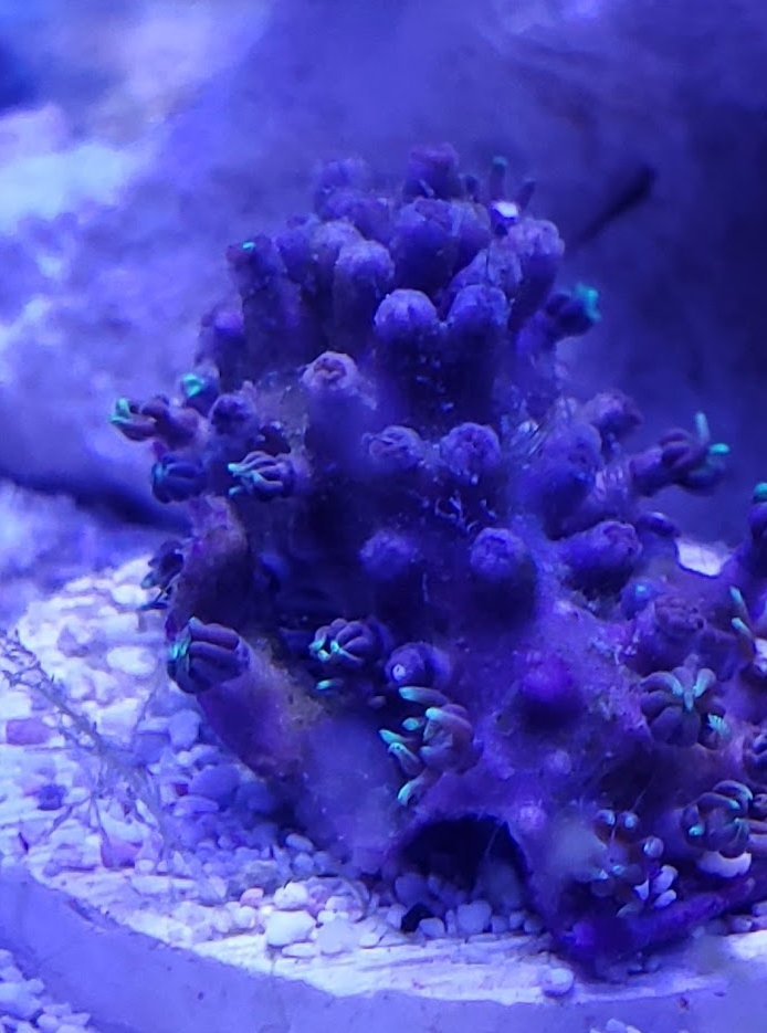 Pulsing Xenia and Green Star Polyp have been closed for days, and the ...