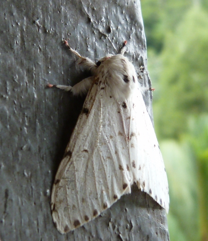 [Borneo, Southeast Asia] Moth with cool "red shoes" about 3-4cm long ...