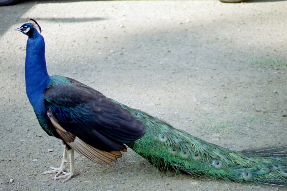 What is the difference between black shoulder peacock and Indian blue ...