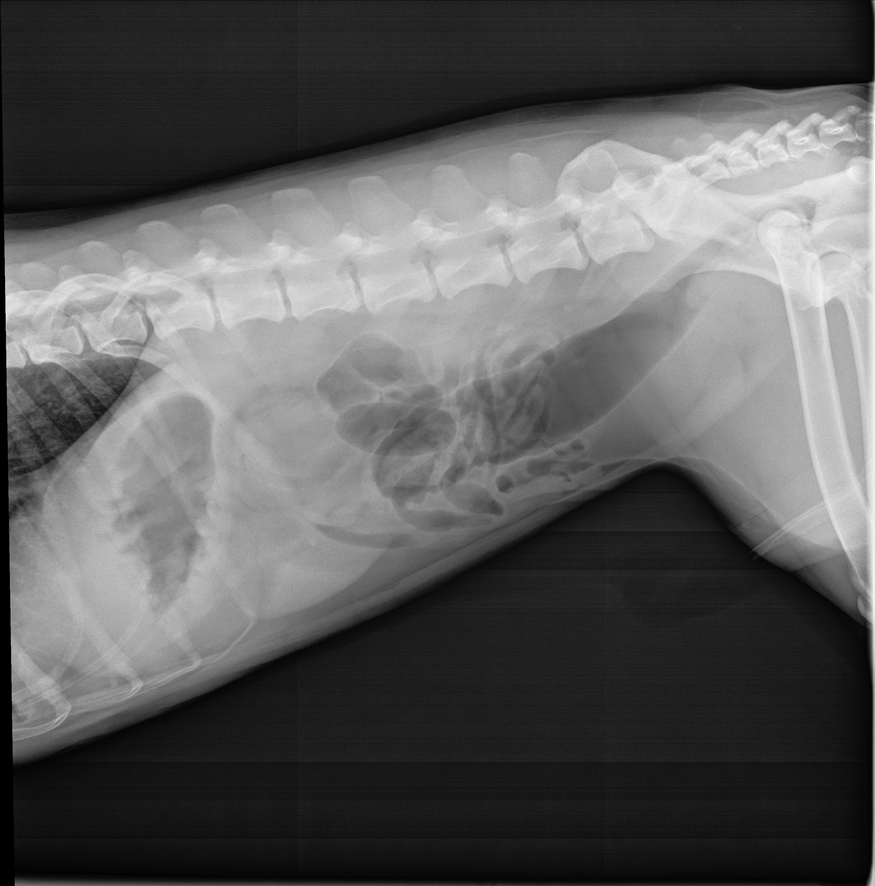 What do you see in my dog's xrays? Any bone spurs? : r/AskVet