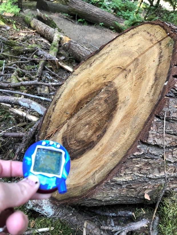 Heartwood – Photoblog – AP Biology