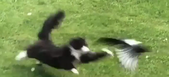Cats vs Magpie - Battle of Mouse : r/gifs
