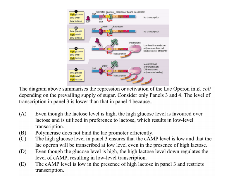 Solved bound to operator High cose Low cAMP Low lactose DNA | Chegg.com