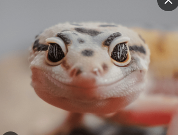 Concept: Inverted Eyes | Suggestions | Flight Rising