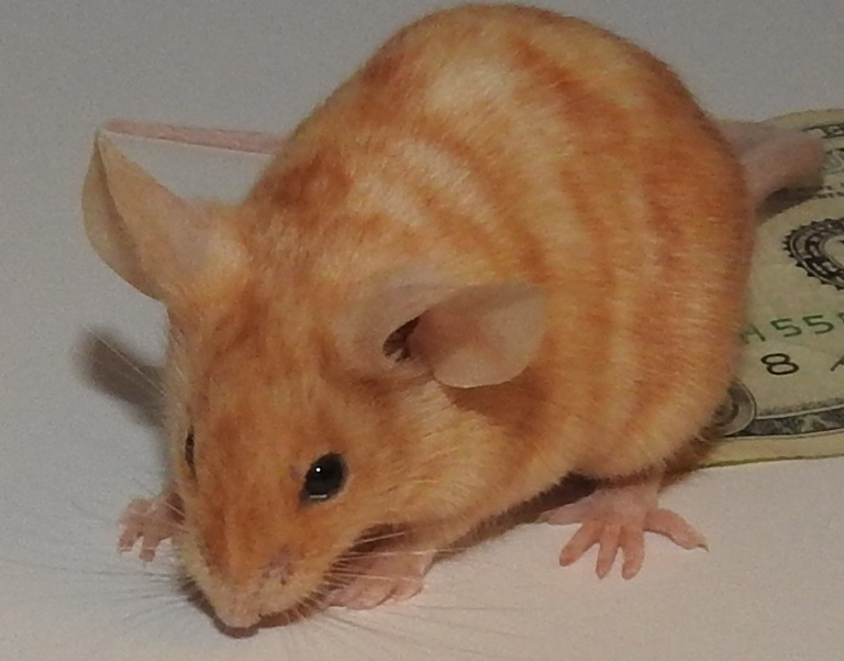 VH ::Profile (A_Mischief_Of_Mice)