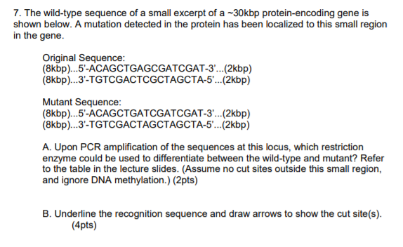 7. The wild-type sequence of a small excerpt of a | Chegg.com