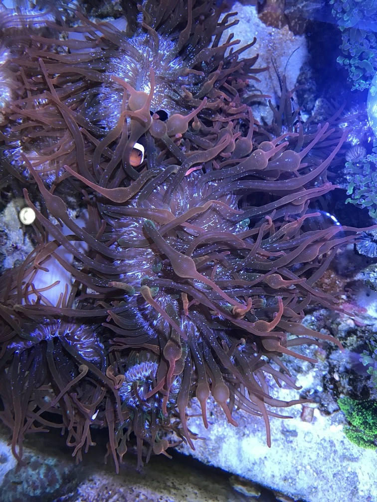 California - Juggernaut bounce and anemone (NO SHIPPING) | Reef2Reef
