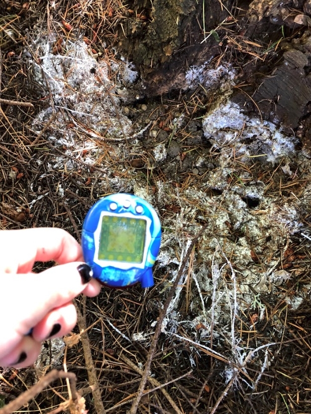 Spore – Photoblog – AP Biology