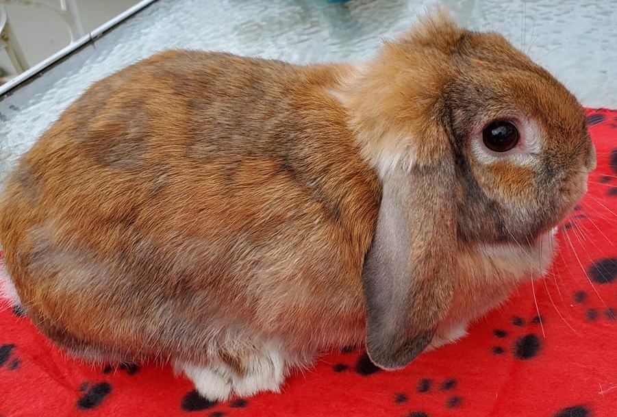 Blue Tort Otter? | Rabbit Talk - Meat Rabbit & Farming Forum