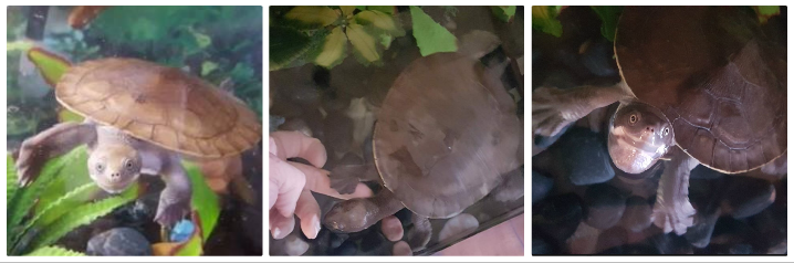 RIP Tuttsy | My beloved Turtle passed away on 6th of feb,tod… | Flickr