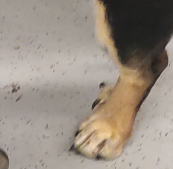 Perro con 22 dedos - Forocoches