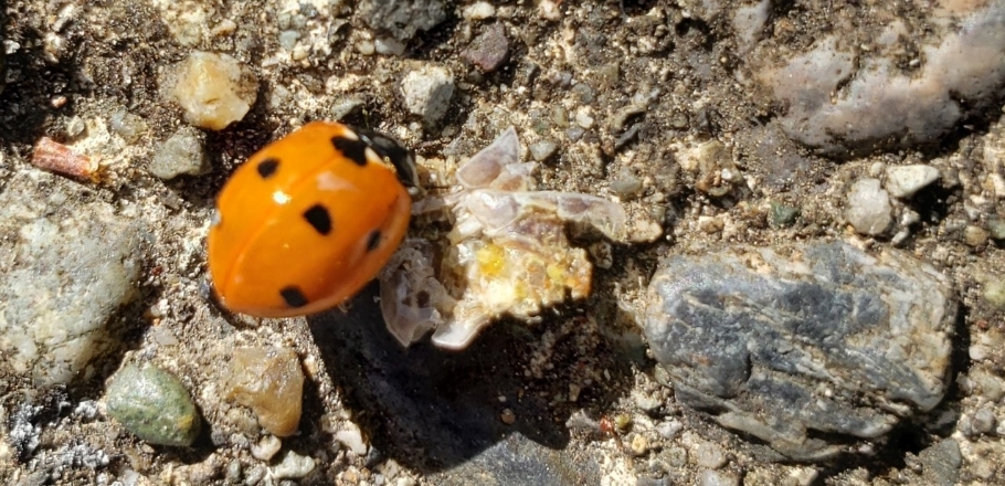 🔥 Ladybug eating a spider carcass. Zoom in. 🔥 : r/NatureIsFuckingLit