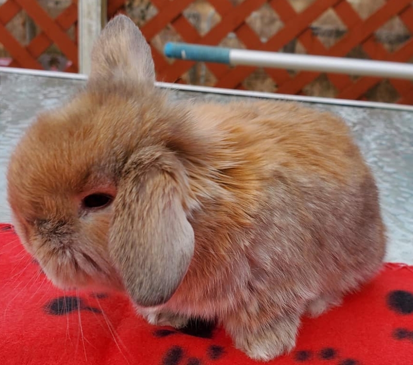 Blue Tort Otter? | Rabbit Talk - Meat Rabbit & Farming Forum