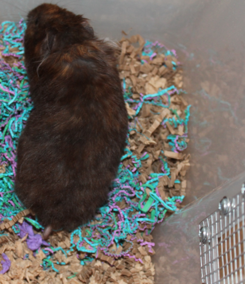 Strong Brew returns to Canada! - Hamster Central