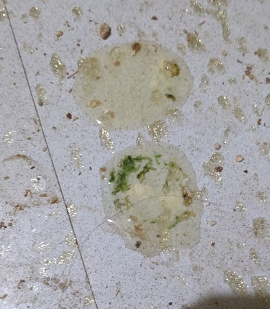 Runny yellow poop, cecal worms? (Picture) | BackYard Chickens - Learn ...