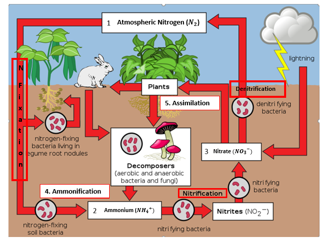 Solved 1. One flux is not shown in this diagram (hint: its | Chegg.com