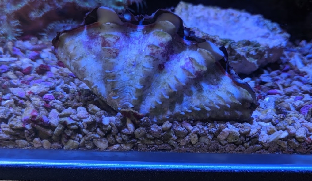 Crocea Clam, my first clam. Should I be worried? | Ultimate Reef