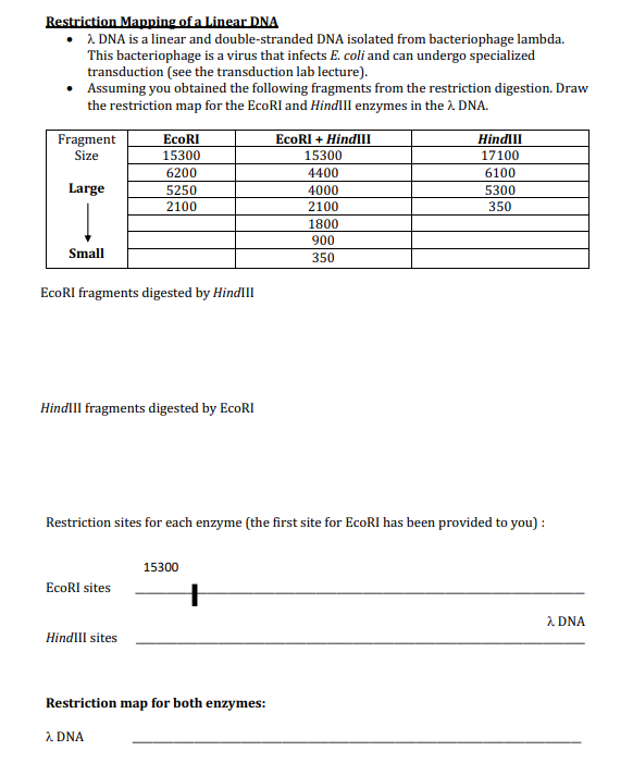 Solved Restriction Mapping of a Linear DNA • 2 DNA is a | Chegg.com