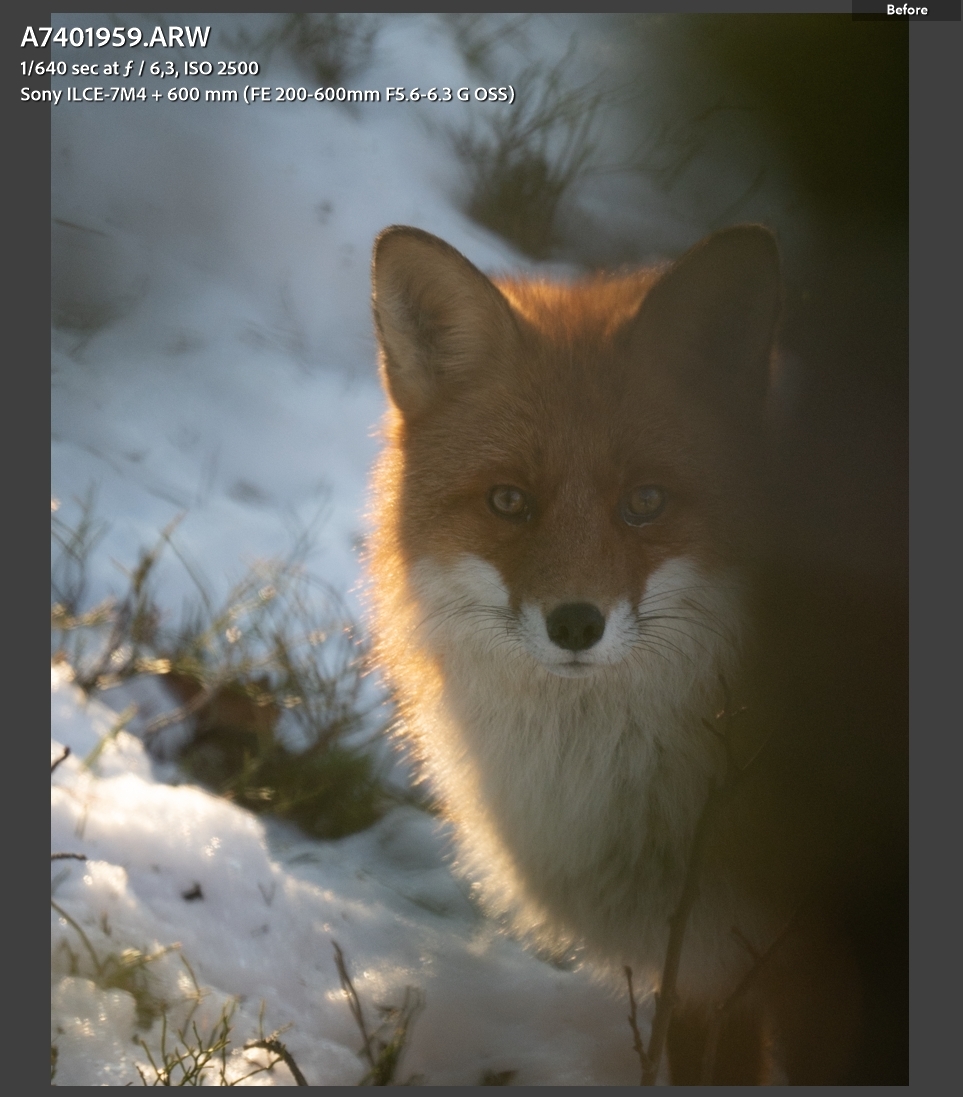 Red fox just outside Stockholm, Sweden. : r/wildlifephotography
