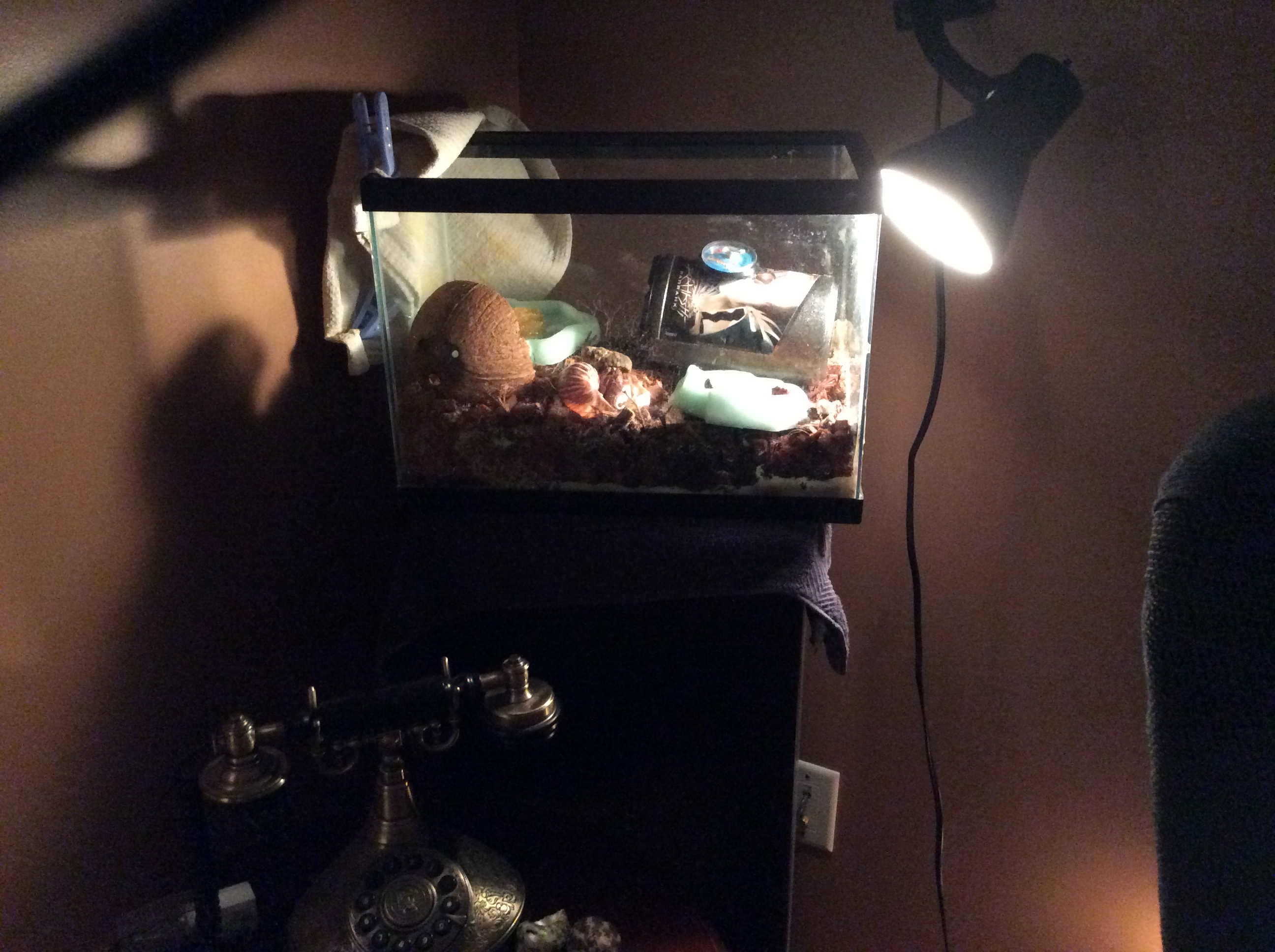 Question about humidity in my crabitat : r/hermitcrabs