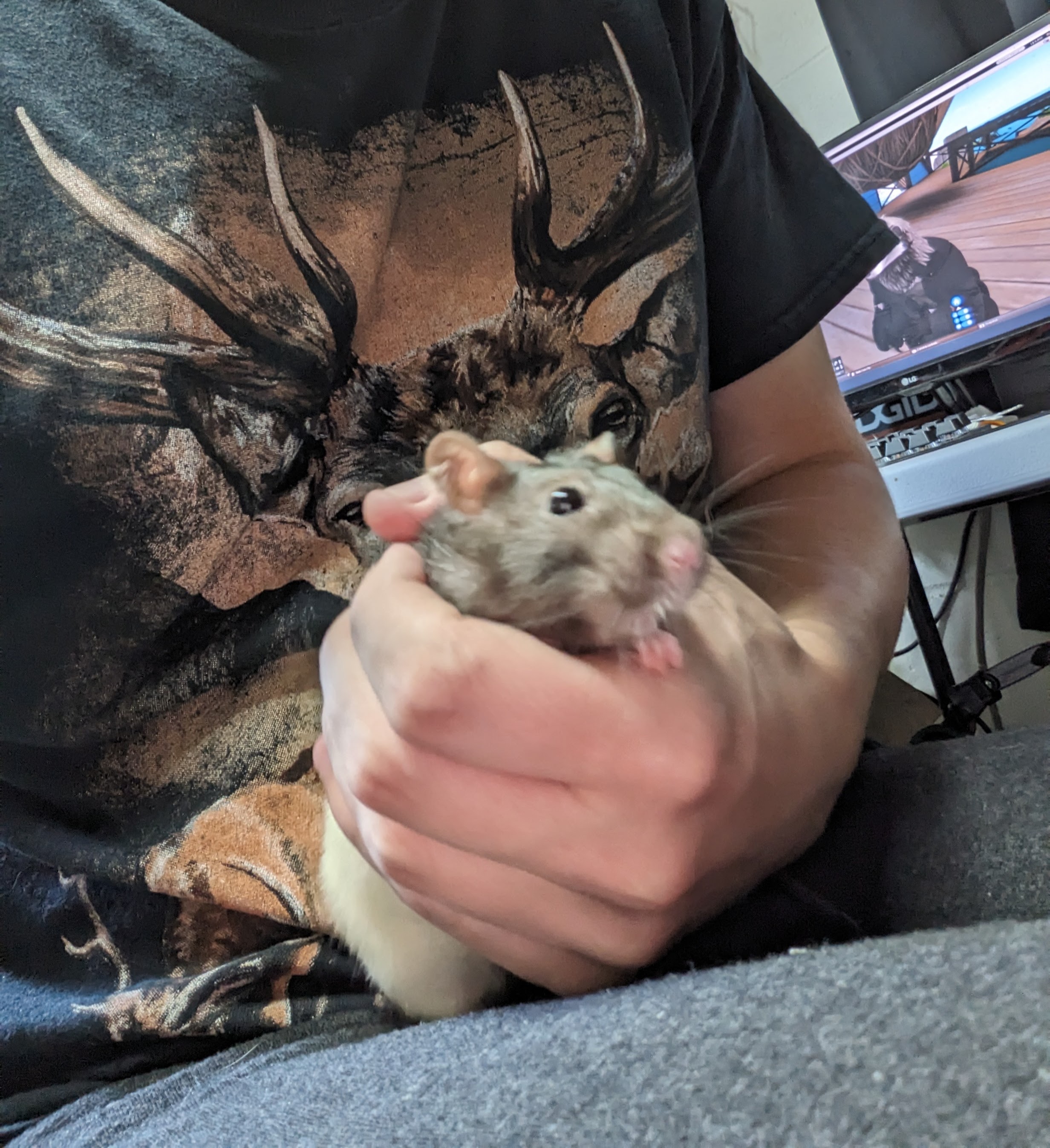 Anyone got a pet rat irl? - Real Life Discussion - Wilderness Guardians