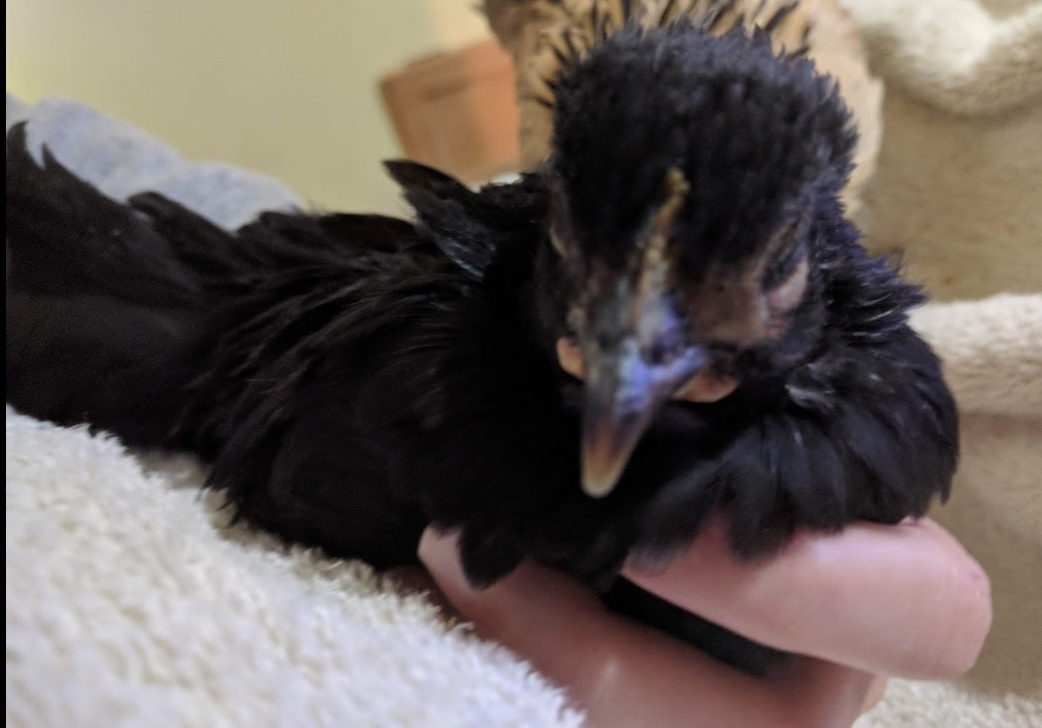 Half of face swollen and lump in throat(pictures included) | BackYard ...