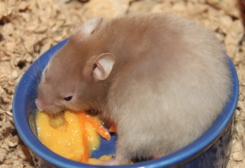Goodbye Chai, Sweet Farewells - Hamster Central