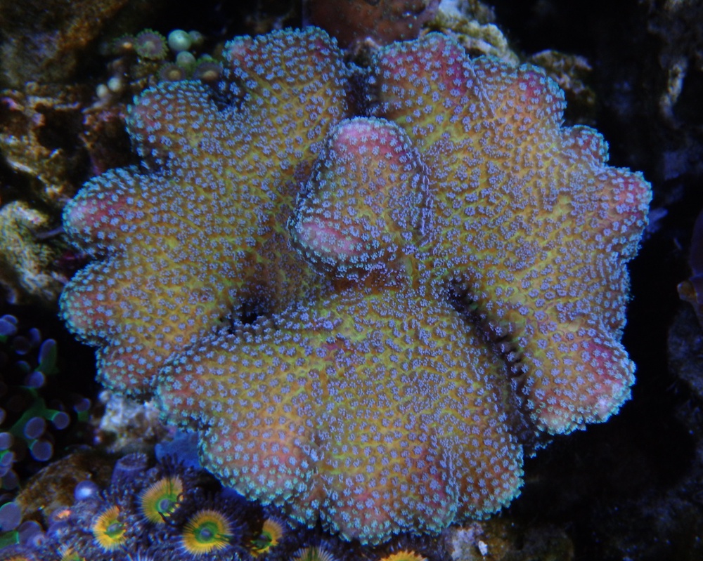 rainbow stylo | Reef2Reef