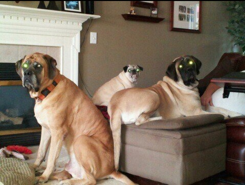 Gyazo - dogs - Gyazo Collection