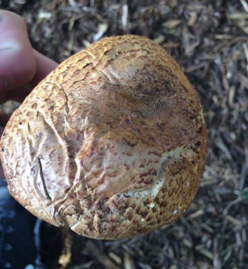 Gyazo Collection - a