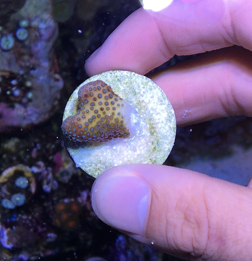 rainbow stylo | Reef2Reef