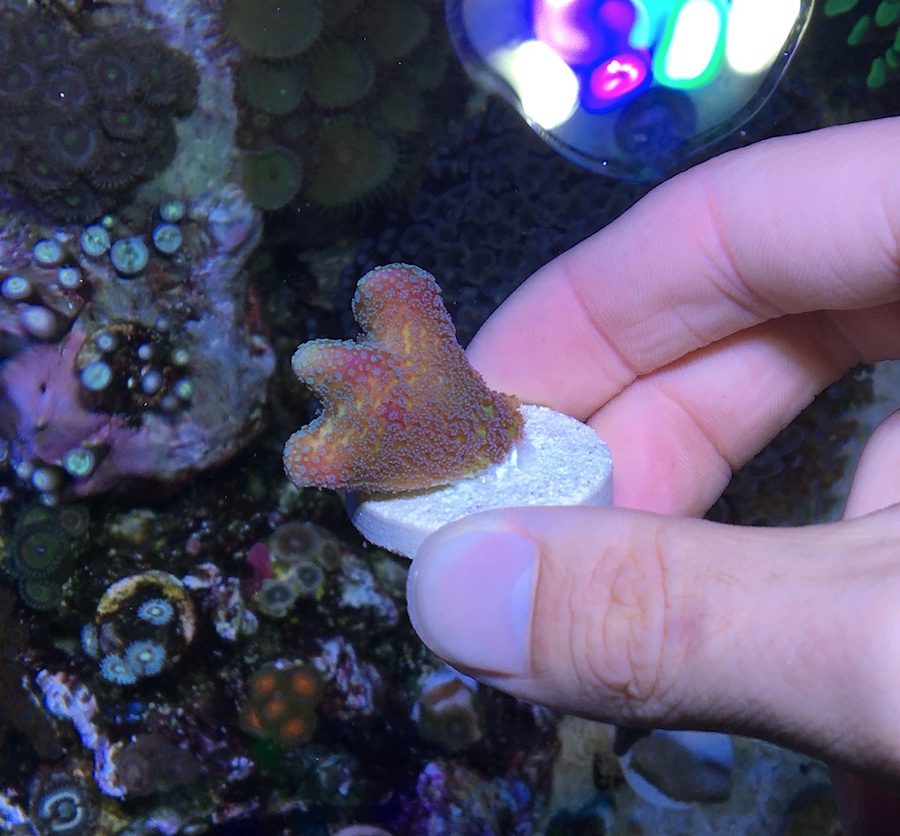 rainbow stylo | Reef2Reef